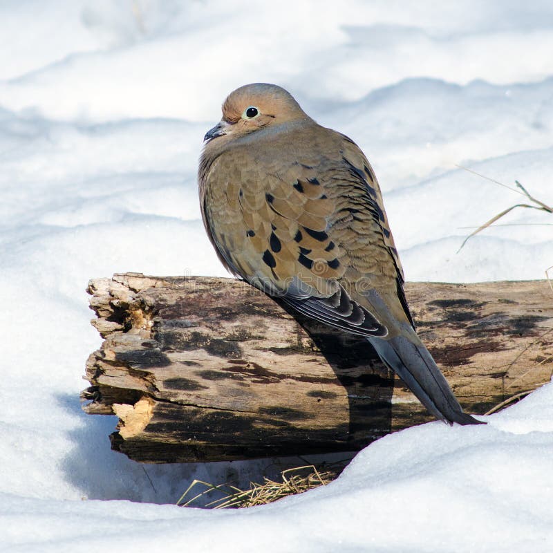 Mourning dove in snow stock photo. Image of snow, winter - 51902498
