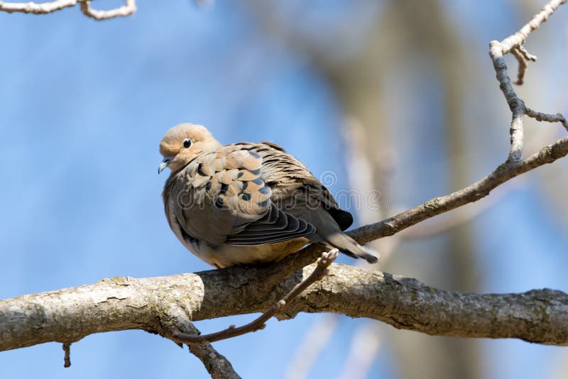 Mourning Dove Southwestern Ontario Canada Stock Image - Image of ...