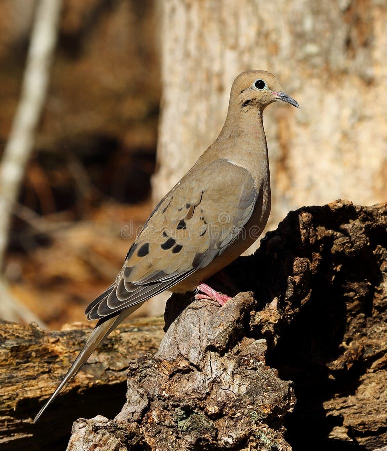Mourning Dove stock image. Image of mourning, avian, dove - 52795129