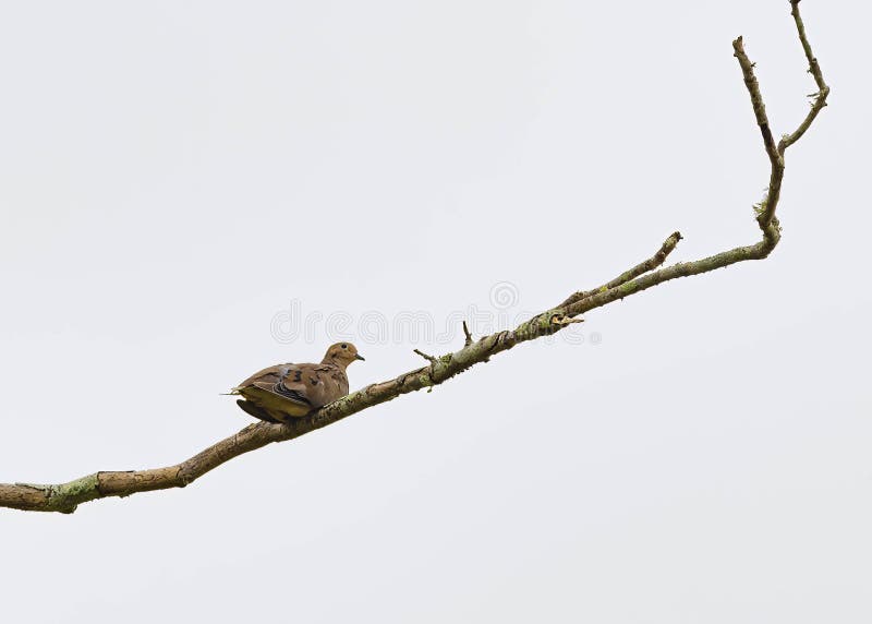 Mourning Dove Resting a Tree Branch Stock Photo - Image of isolated ...