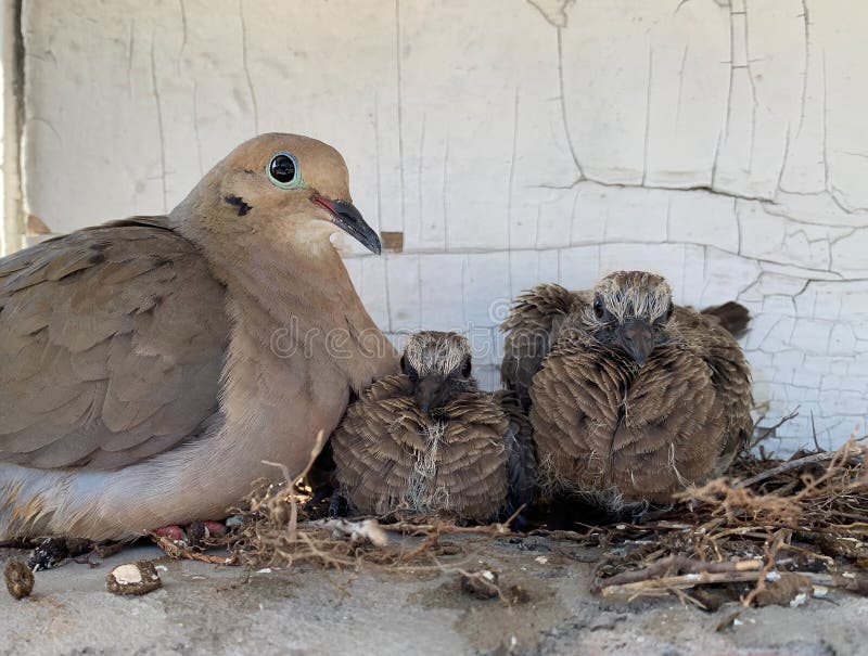 Mourning Dove with Two Nestlings Stock Image - Image of cracked, pillar ...