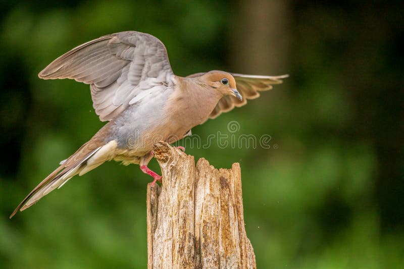 Mourning Dove with Wings Spread Landing Stock Photo - Image of spread ...