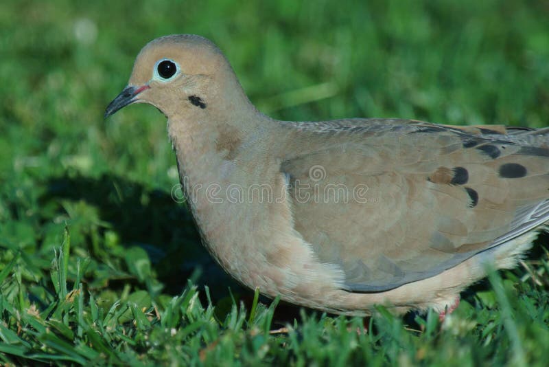 Mourning Dove (Zenaida Macroura) on a Green Background of Grass Stock ...