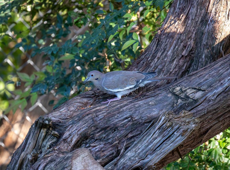 Mourning Doves Feeding in a Cedar Tree Stock Image - Image of bird ...