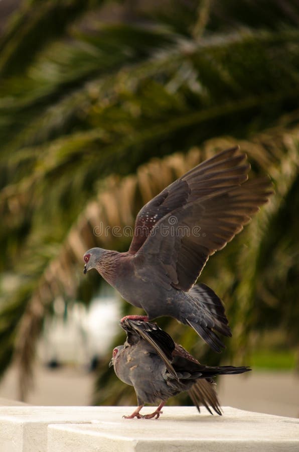 Mourning doves mating stock image. Image of pair, nature - 49988227