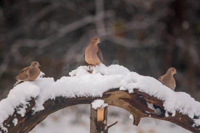 Mourning Doves Winter Stock Photos - Free & Royalty-Free Stock Photos ...
