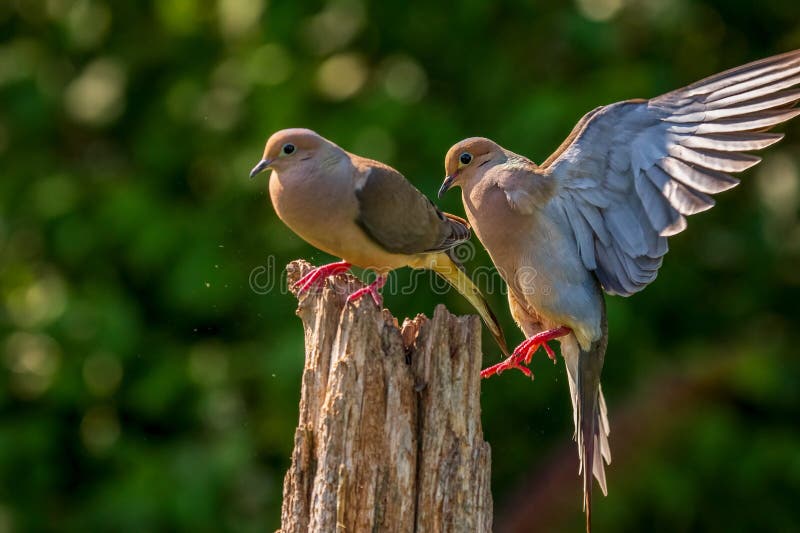 Mourning Doves Together on a Post in Summer Stock Photo - Image of ...