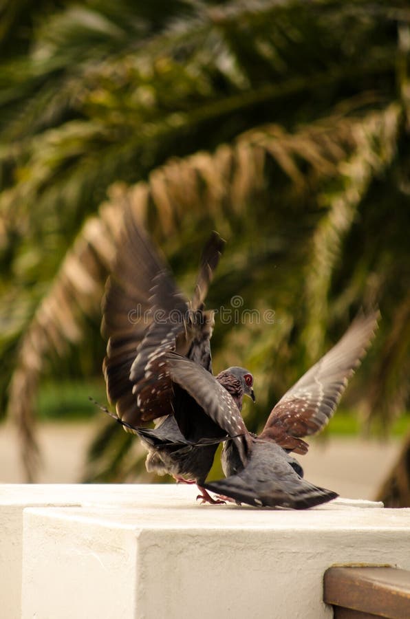 Mourning doves stock photo. Image of garden, mourning - 49988308