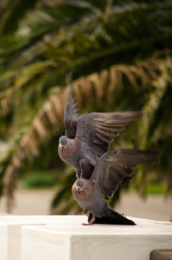 Mourning doves stock photo. Image of mating, nest, wildlife - 49988332