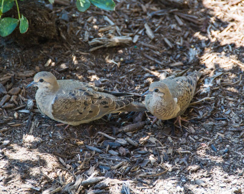Mourning Doves Zenaida Macroura Stock Image - Image of macroura ...