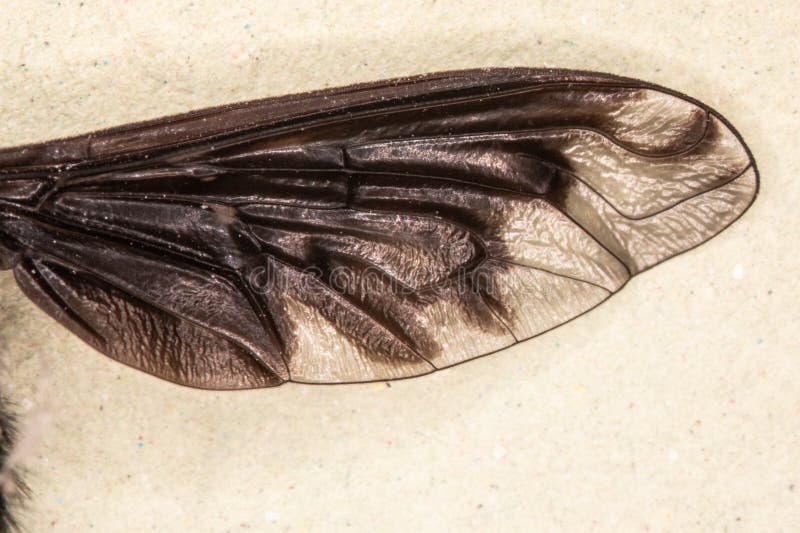 Mourning Floater Stock Photos - Free & Royalty-Free Stock Photos from ...