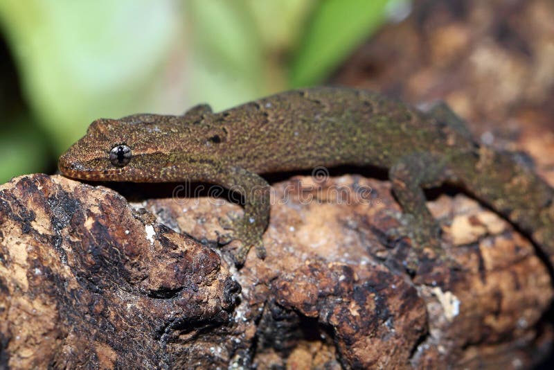 Mourning gecko stock image. Image of lizard, wood, mourning - 346431957