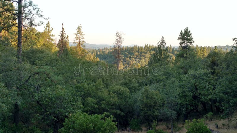 Mourning nature stock photo. Image of nature, mourning - 76423928