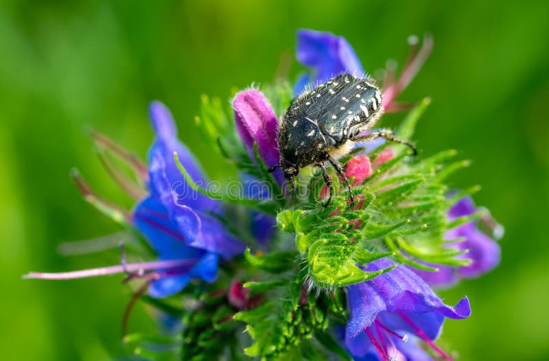 Mourning Rose Beetle on Flower Stock Photo - Image of blooming, insects ...