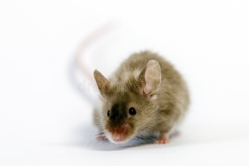 Blind Mouse Glasses Sunglasses Stock Photo - Image of isolated ...