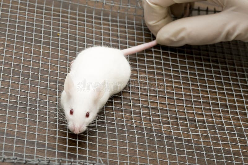 Laboratory Mouse Under the Microscope Stock Photo - Image of study ...