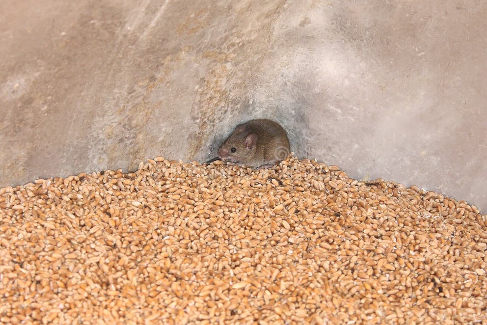 Mouse stock image. Image of kernels, crop, whisker, store - 12419307