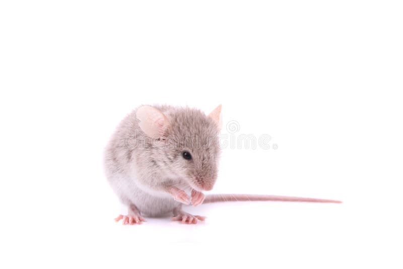 Side view of Wood mouse stock photo. Image of side, themes - 15361410