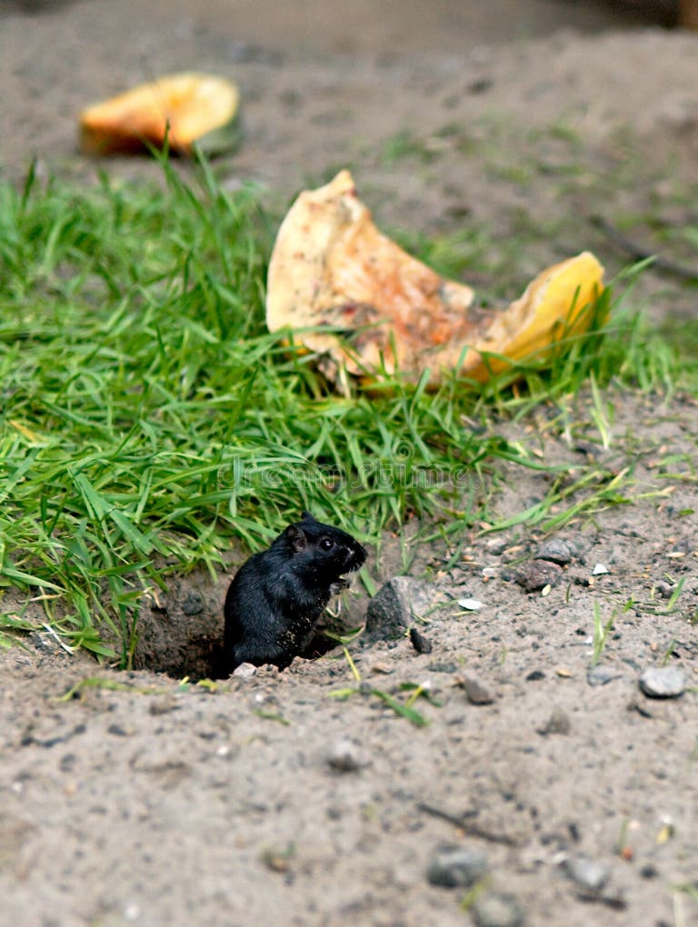 599 Mouse Burrow Stock Photos - Free & Royalty-Free Stock Photos from ...