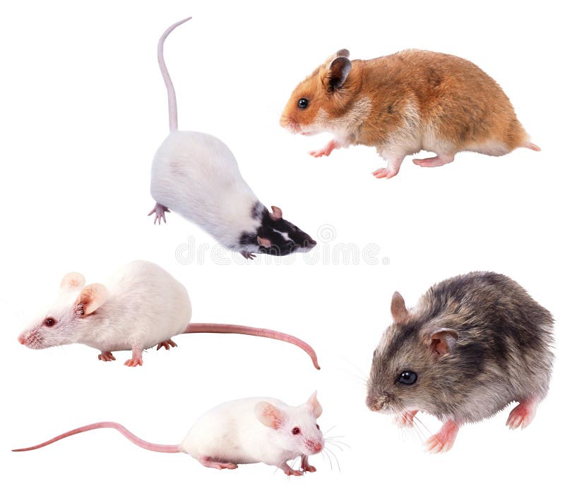 Couple of mice stock photo. Image of gerbil, flirt, look - 1409394