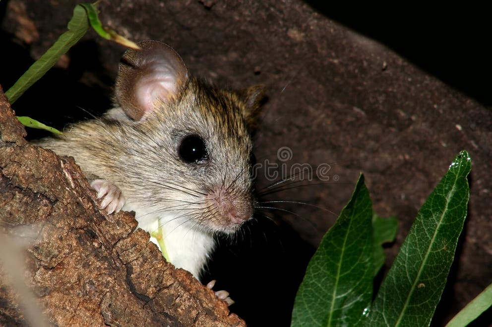 Mouse stock photo. Image of mice, look, black, smell, sniff - 1424068