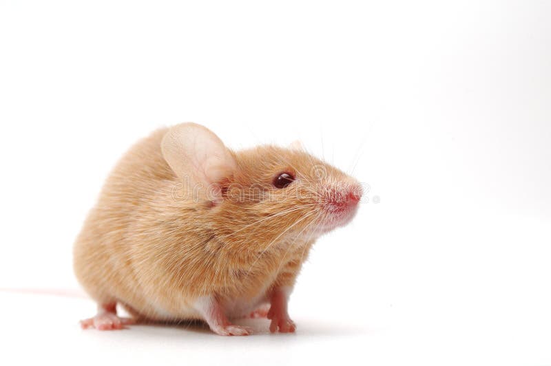 House Mouse Standing (Mus Musculus) Stock Photo - Image of macro ...