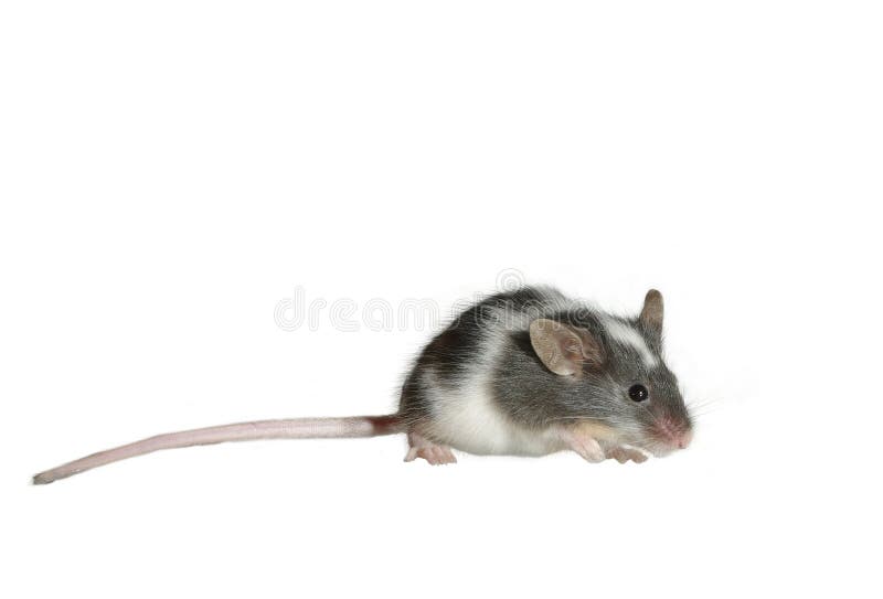 Side view of Wood mouse stock photo. Image of side, themes - 15361410