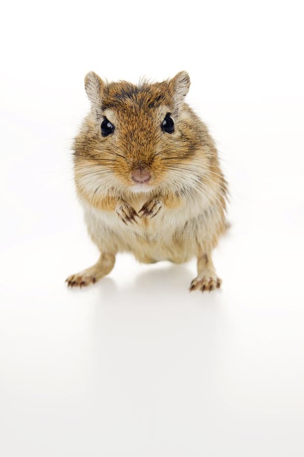 Begging Field Mouse on White Background Stock Photo - Image of joke ...
