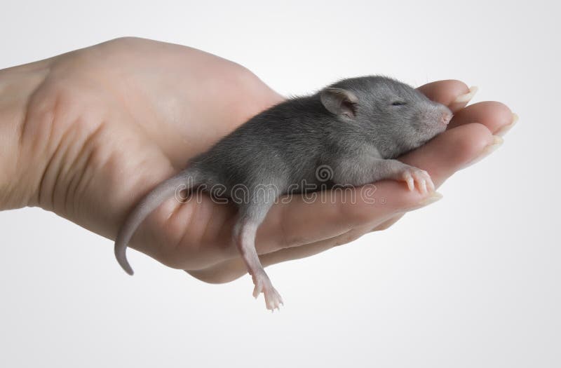 Mouse stock image. Image of skin, hand, tail, holding - 22573053