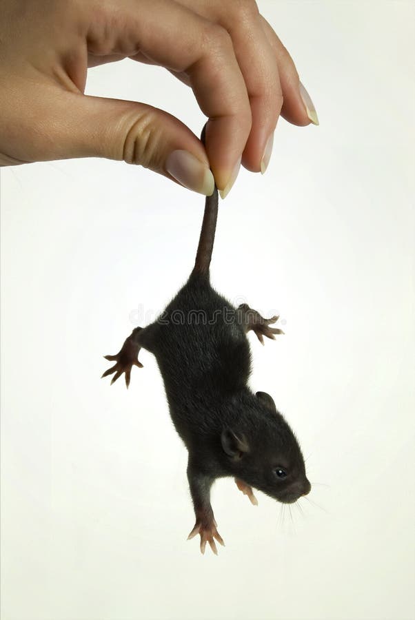 Mouse stock image. Image of close, animal, girl, white - 22573057