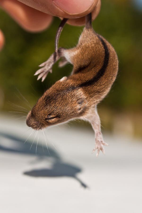 Mouse stock photo. Image of tail, closeup, pest, vermin - 27477958