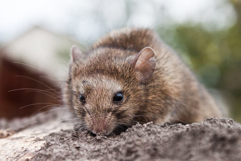 Shrew stock image. Image of mammal, shrew, wildlife, shrews - 12871775