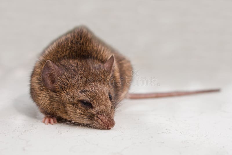 Mouse stock image. Image of muridae, rodent, small, furry - 27478157