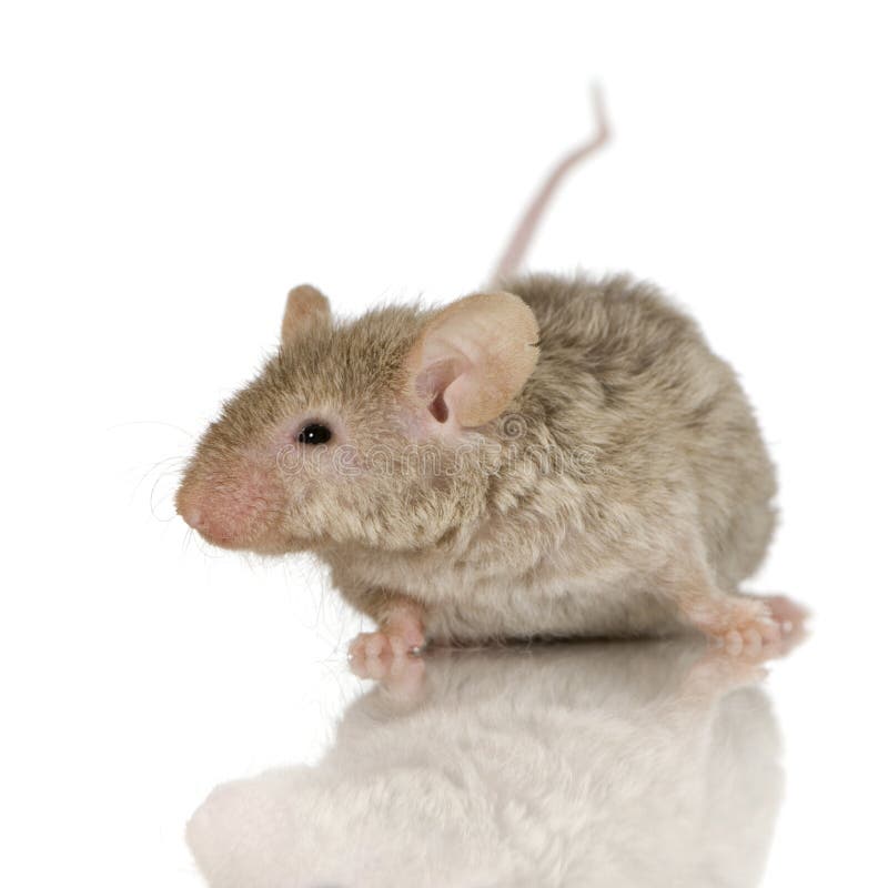 Deer Mice - Peromyscus Mouse Stock Image - Image of profile, house ...