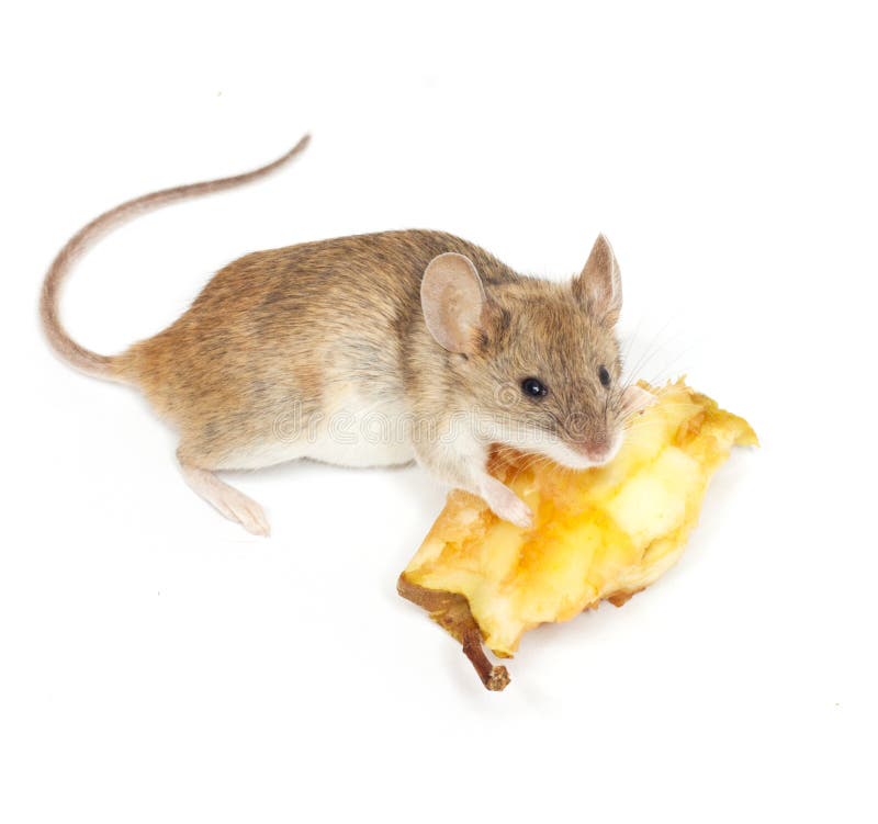 Mouse eyes. close-up stock image. Image of mammal, hairy - 101327257