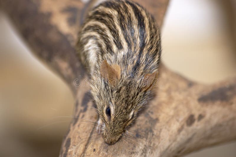 Zebra mouse stock photo. Image of animal, nature, murine - 28552944