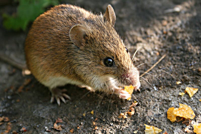 A small field mouse stock photo. Image of nature, creature - 25018006