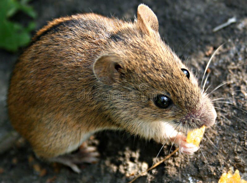 Siberian Brown Lemming stock image. Image of mouse, siberian - 29142973