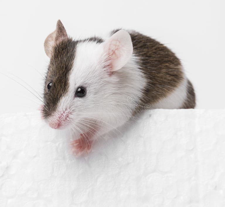 509 Ugly Mouse Stock Photos - Free & Royalty-Free Stock Photos from ...