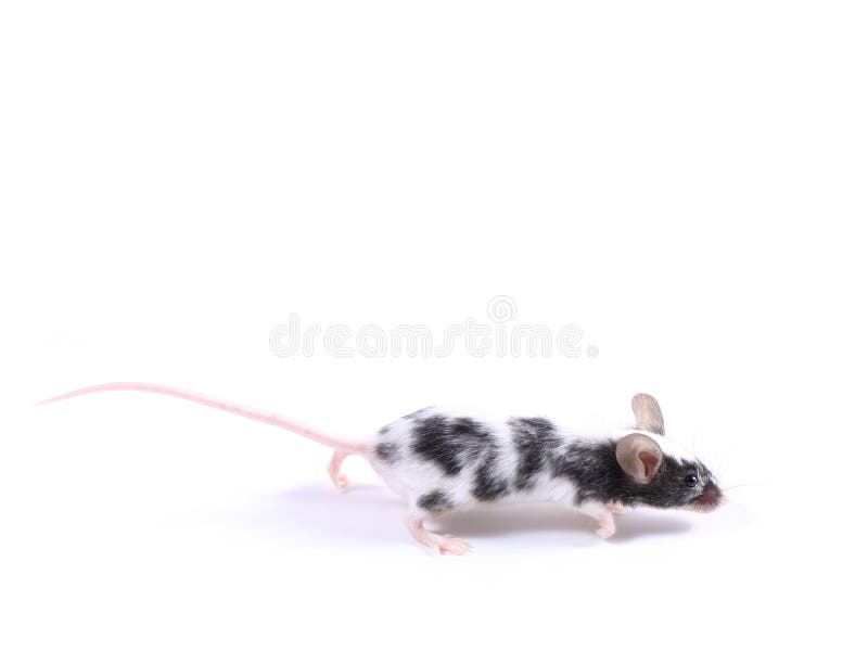 Mouse stock photo. Image of furry, guinea, hamster, mice - 399972