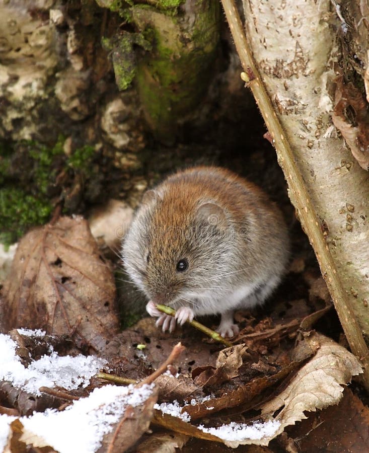 Mouse stock image. Image of forest, preserve, forester - 4101969