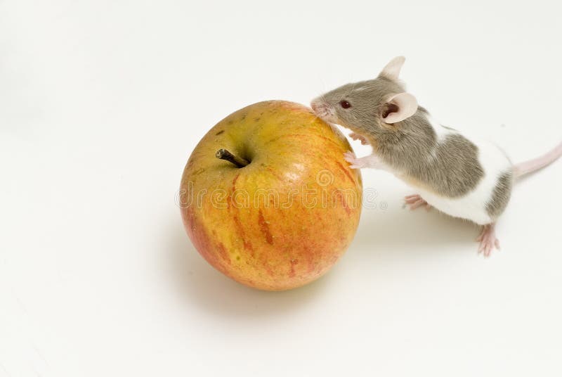 Mouse stock image. Image of brown, furry, animal, mice - 7343105