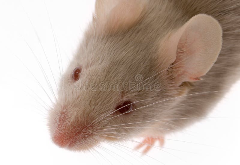 Mouse stock photo. Image of tail, rodent, head, sniff - 7343098