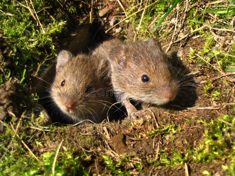 Siberian Brown Lemming stock image. Image of mouse, siberian - 29142973