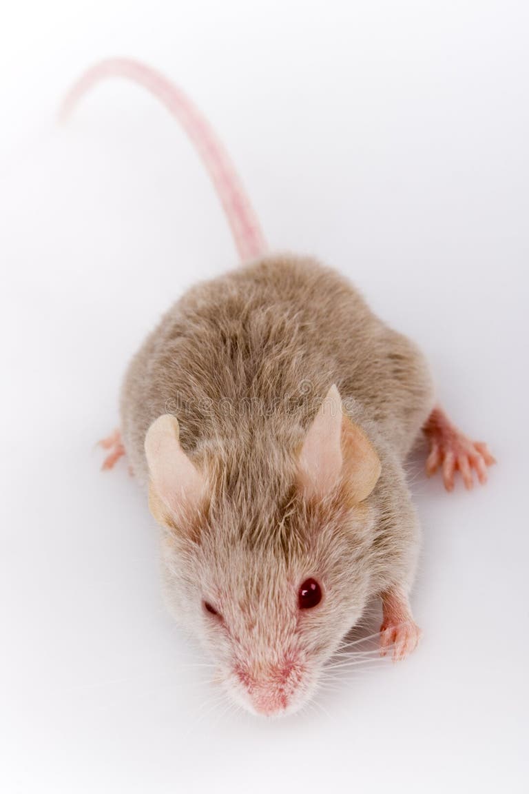 1,236 Spotted Mouse Stock Photos - Free & Royalty-Free Stock Photos ...