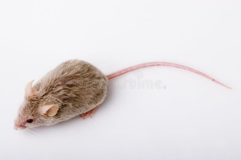 1,222 Spotted Mouse Stock Photos - Free & Royalty-Free Stock Photos ...