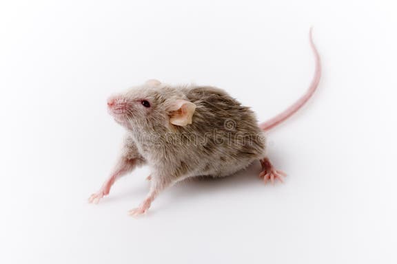 1,291 Spotted Mouse Stock Photos - Free & Royalty-Free Stock Photos ...
