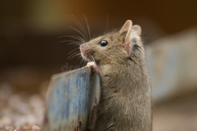 Mouse stock photo. Image of organism, pests, degu, snout - 8686162