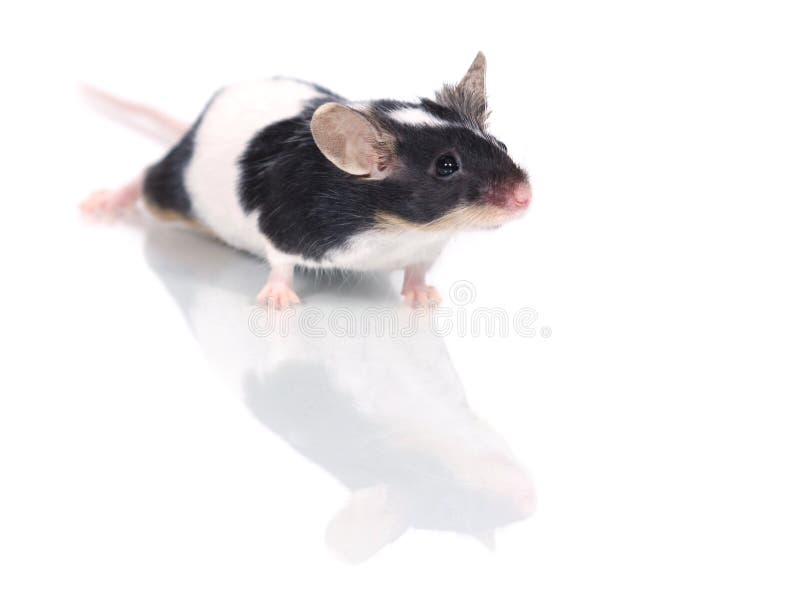 Shy mouse stock image. Image of close, portret, crying - 1409389