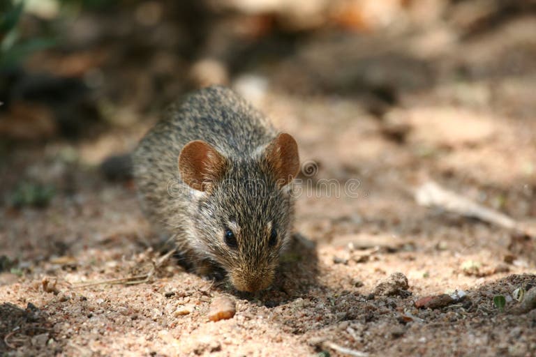 1,031 Mouse Trip Imx Stock Photos - Free & Royalty-Free Stock Photos ...